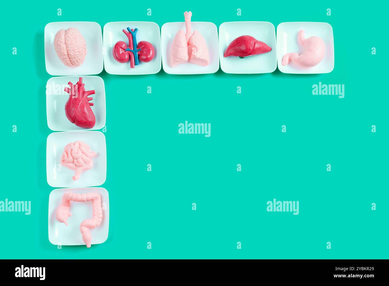 Human organ models arranged on white plates against a bright teal ...
