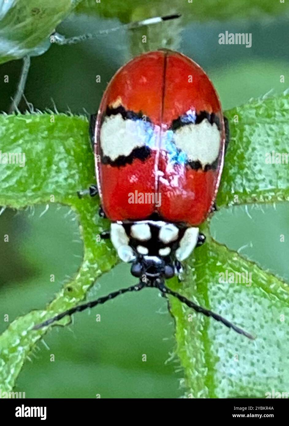 (Alagoasa coccinelloides) Insecta Stock Photo - Alamy