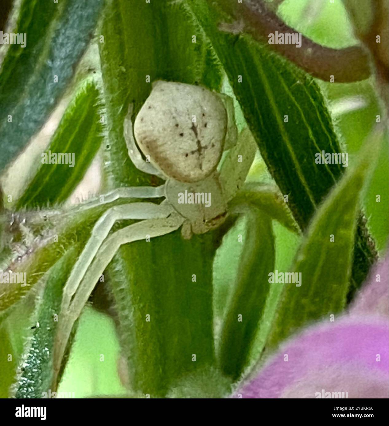Crab Spiders (Thomisidae) Arachnida Stock Photo - Alamy