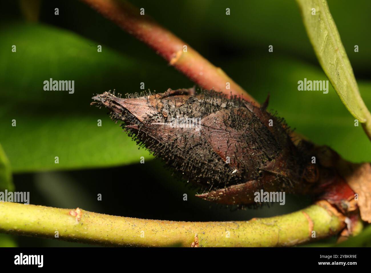 Rhododendron Blight (Seifertia azaleae) Fungi Stock Photo - Alamy
