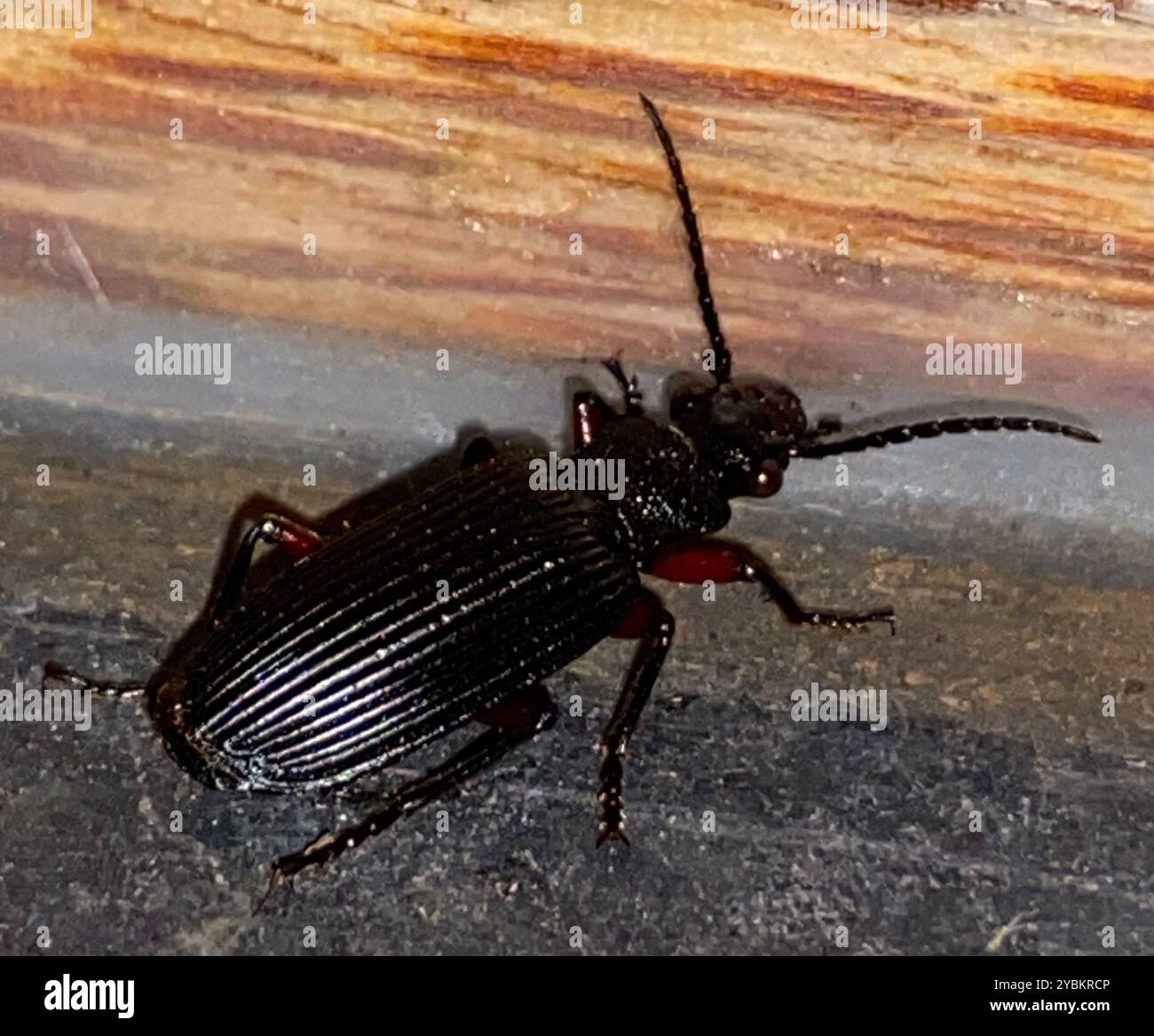 Ground Beetles (Carabidae) Insecta Stock Photo - Alamy