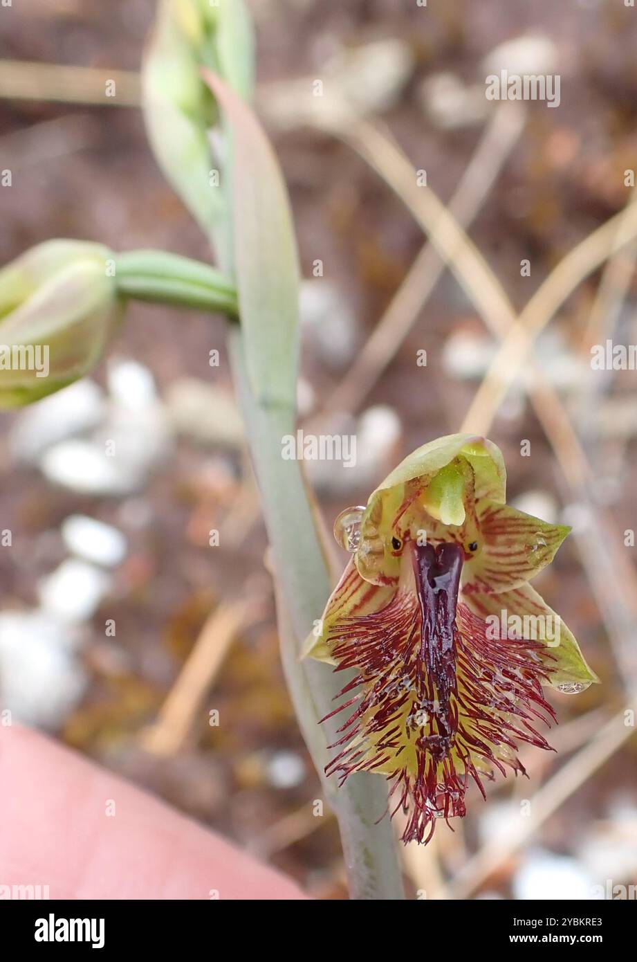 pale beard orchid (Calochilus herbaceus) Plantae Stock Photo - Alamy