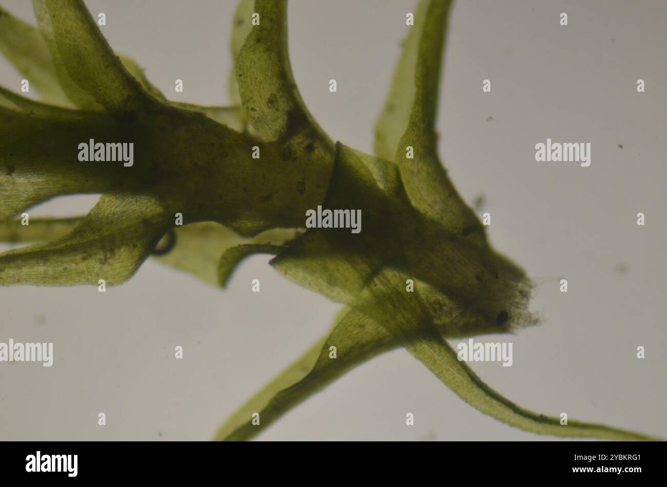 Schreber's Forklet-moss (Dicranella schreberiana) Plantae Stock Photo ...