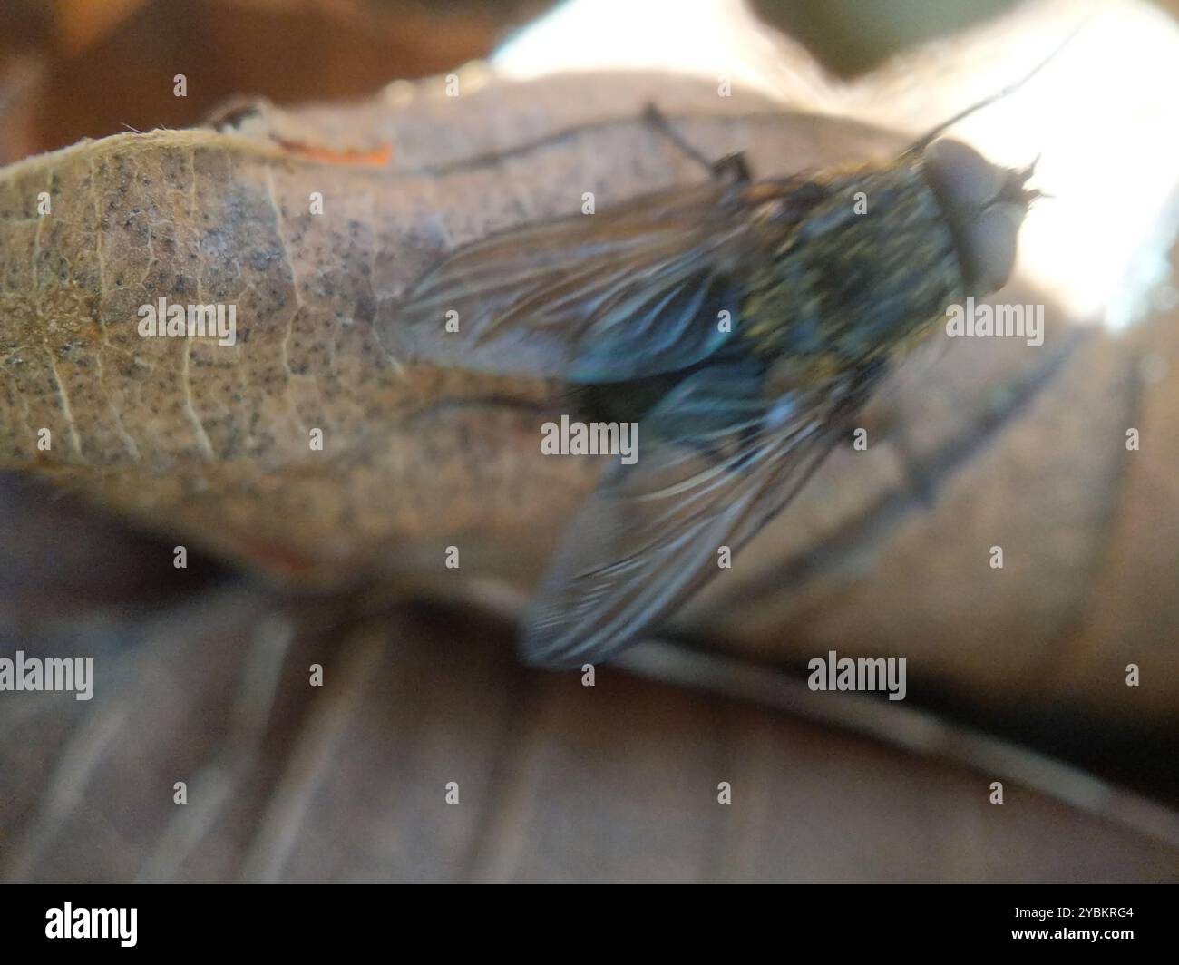 Cluster Flies (Pollenia) Insecta Stock Photo - Alamy