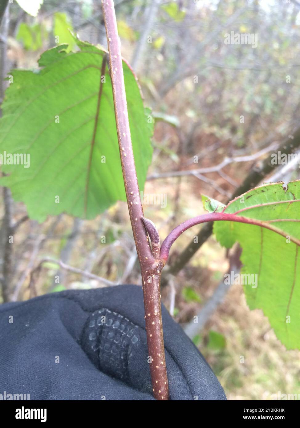 swamp alder (Alnus incana rugosa) Plantae Stock Photo - Alamy