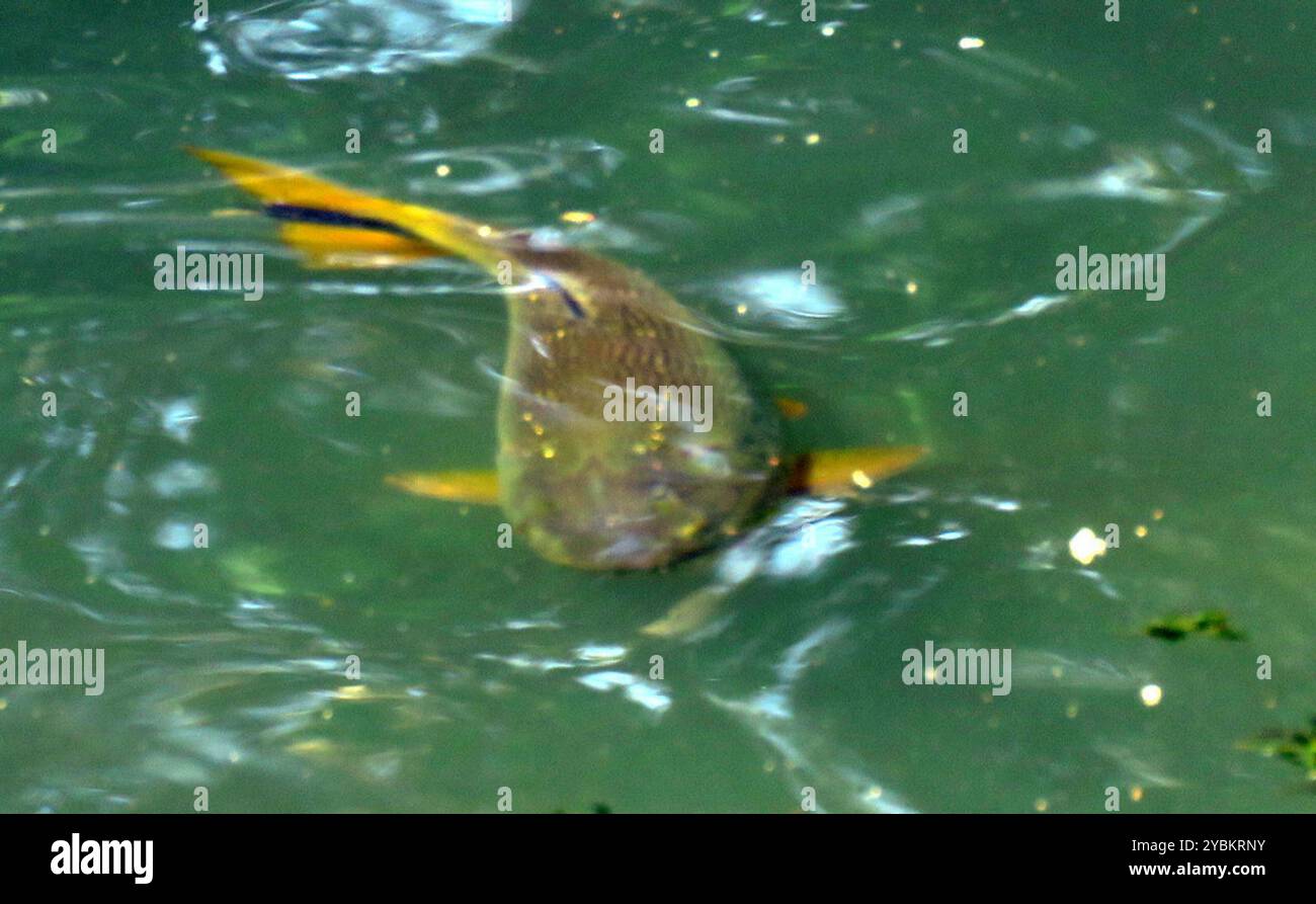 Golden Dorado (Salminus brasiliensis) Actinopterygii Stock Photo - Alamy