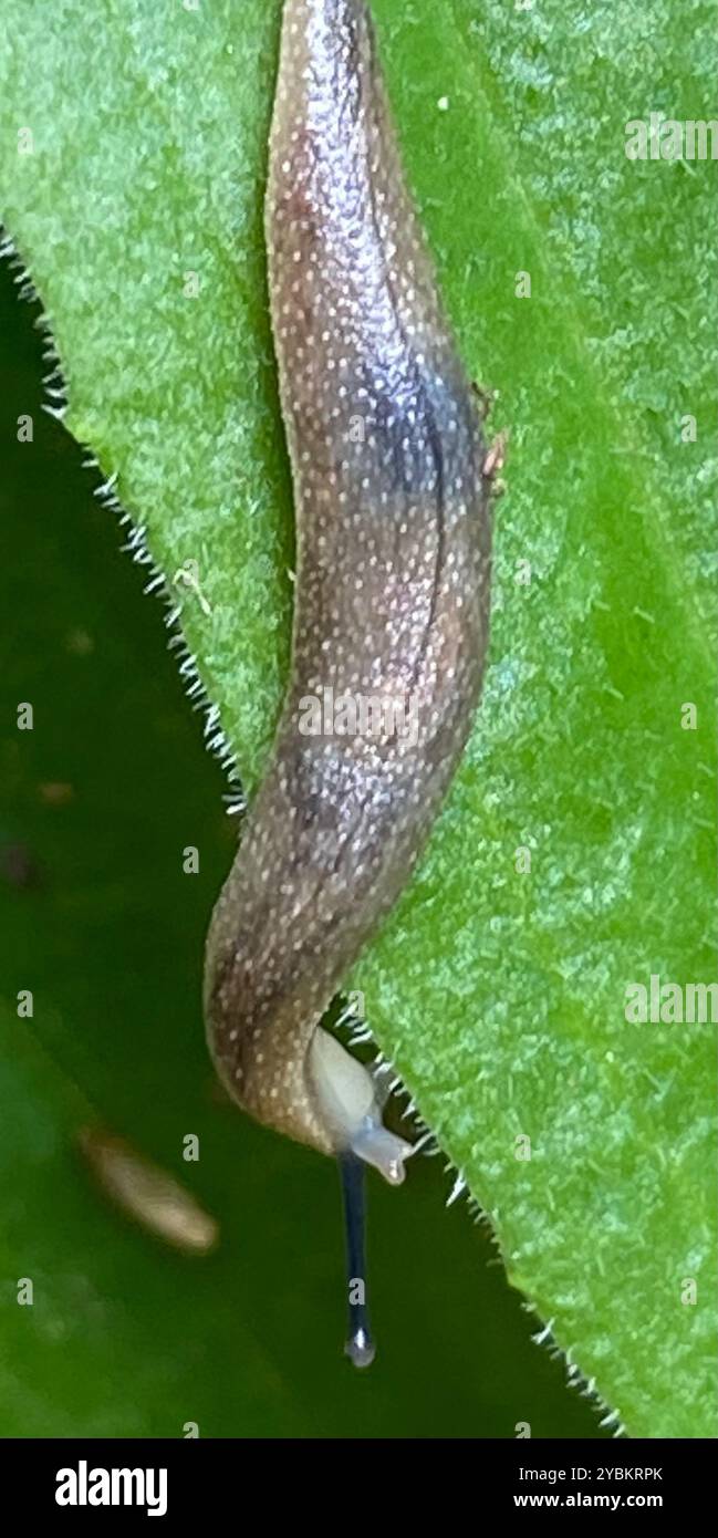 Leatherleaf Slugs (Veronicellidae) Mollusca Stock Photo - Alamy