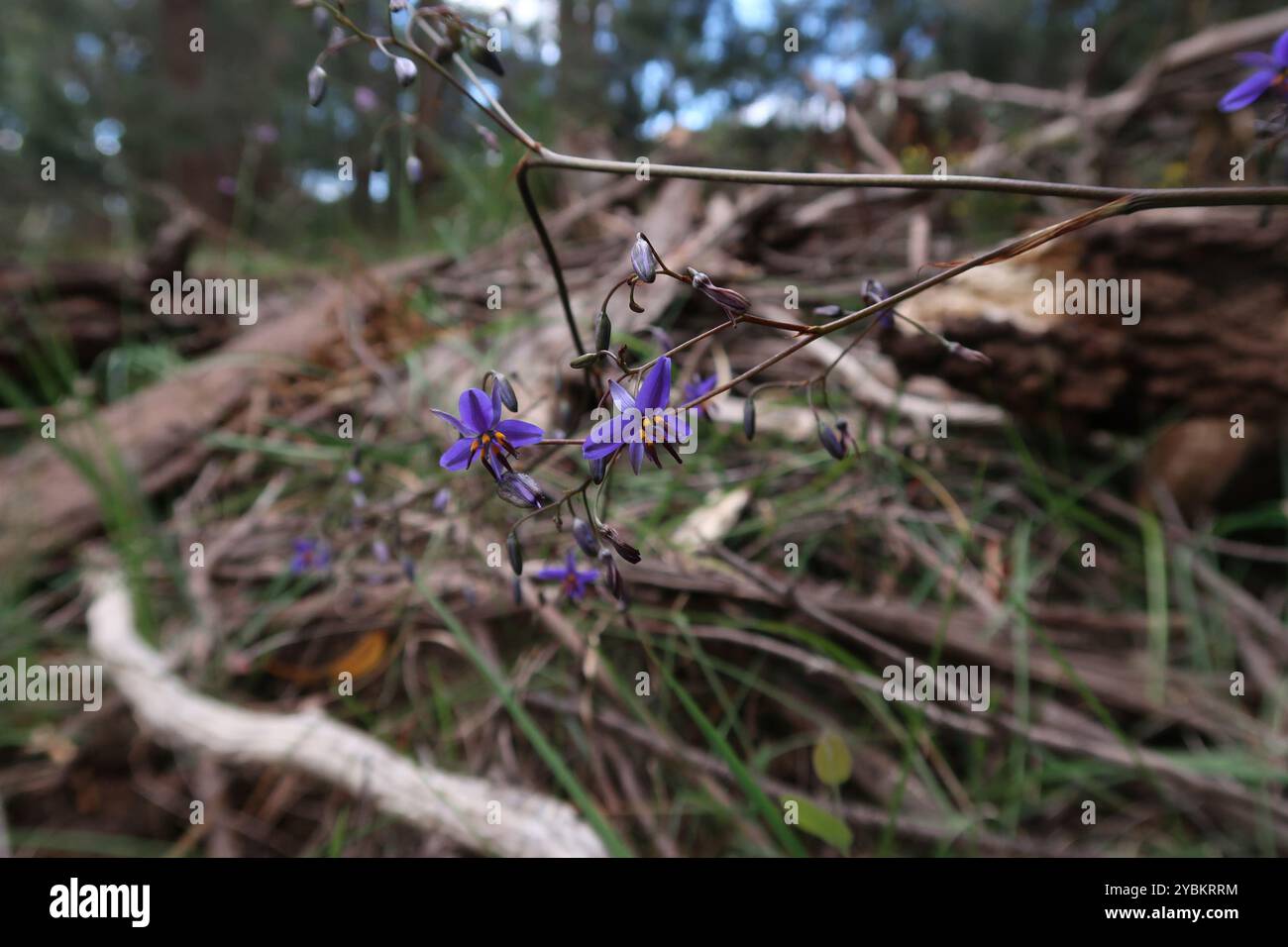 flax-lilies (Dianella) Plantae Stock Photo - Alamy
