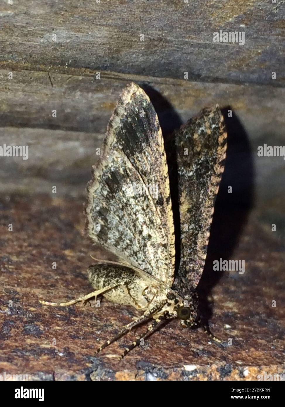 Somber Carpet Moth (Disclisioprocta stellata) Insecta Stock Photo - Alamy