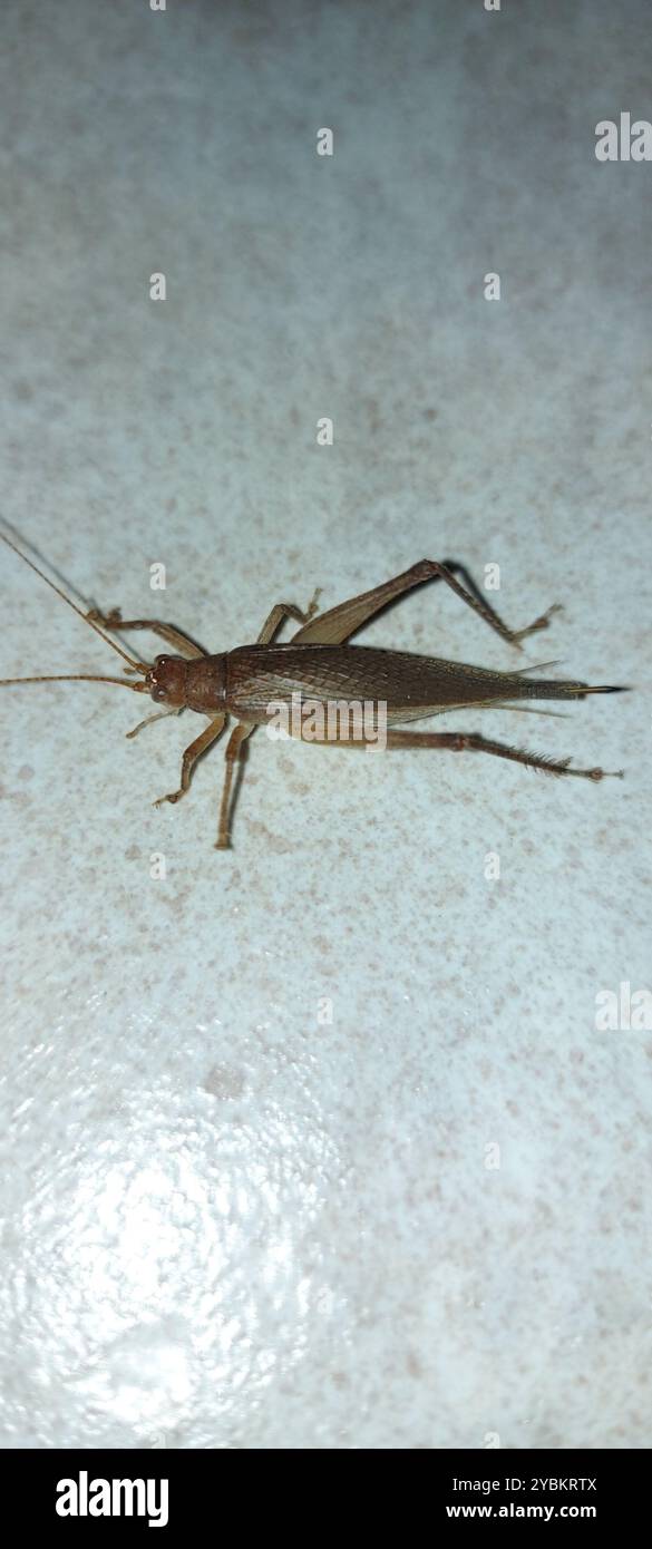 True Crickets and Allies (Grylloidea) Insecta Stock Photo - Alamy