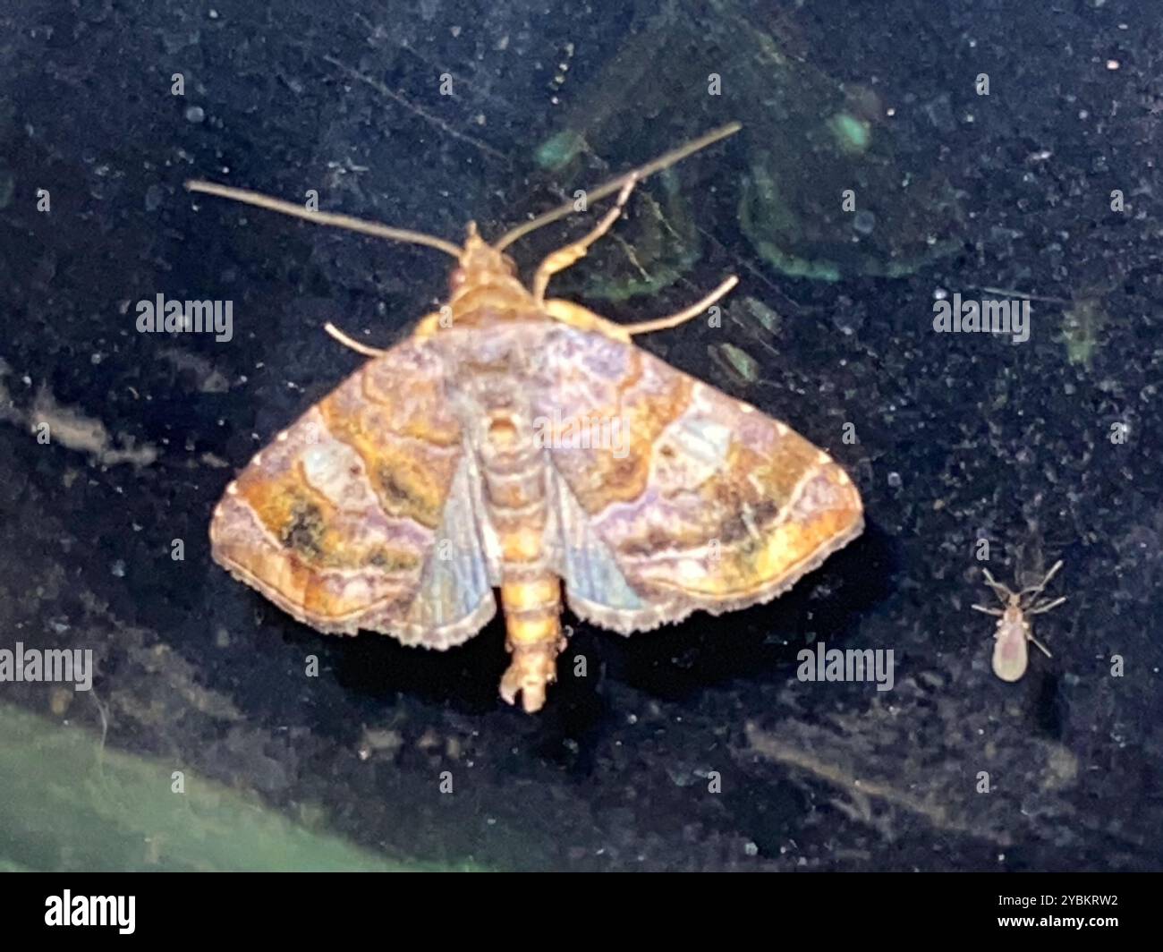 Owlet Moths and Allies (Noctuoidea) Insecta Stock Photo - Alamy