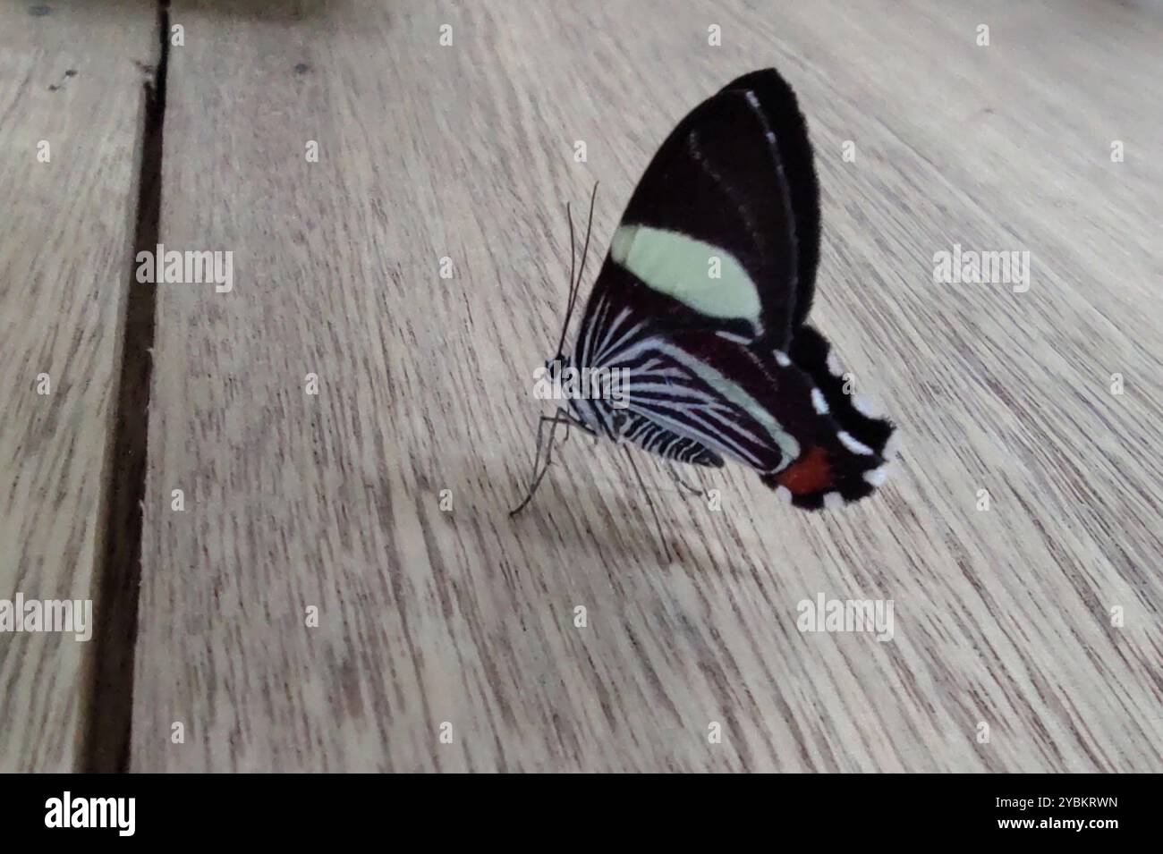 Erateina hi-res stock photography and images - Alamy