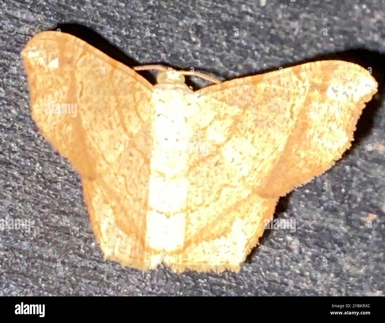 Geometer Moths (Geometridae) Insecta Stock Photo - Alamy