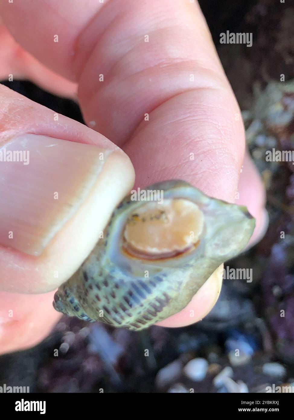 Angular Unicorn (Acanthinucella spirata) Mollusca Stock Photo - Alamy