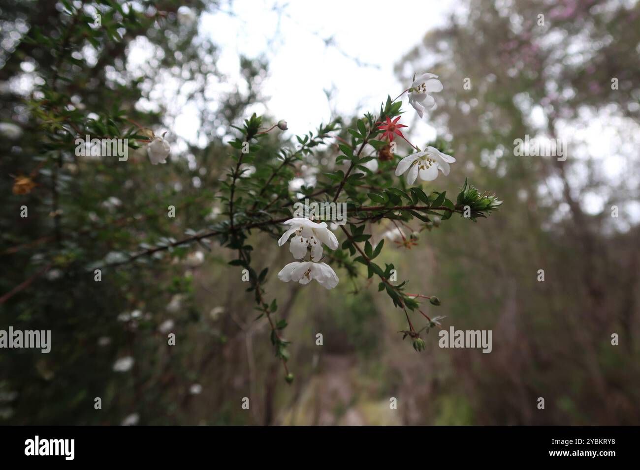 River Rose (Bauera rubioides) Plantae Stock Photo - Alamy