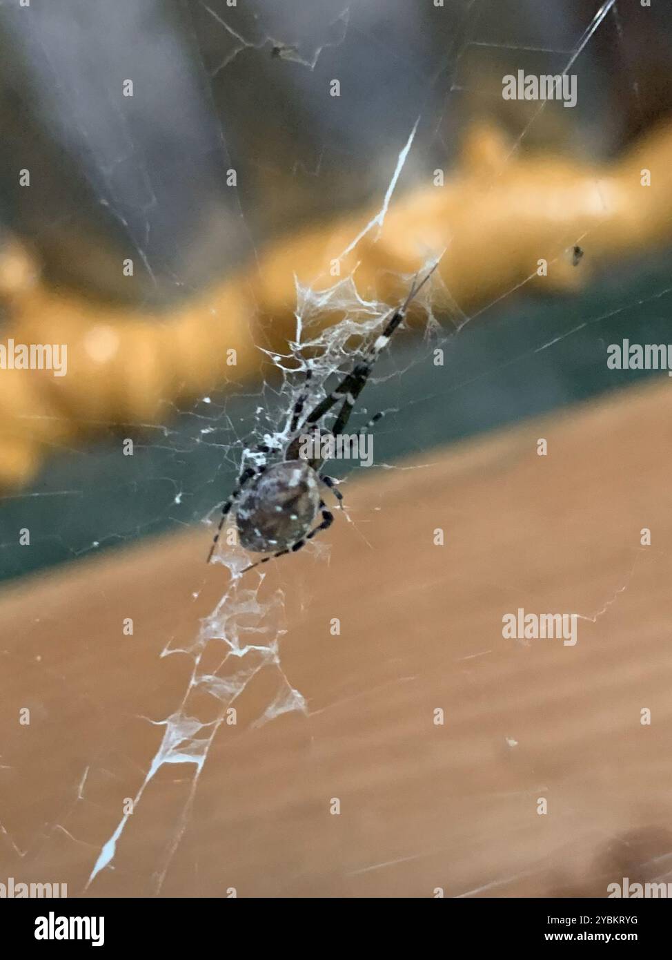 Ninja-star Ceiling Spider (Zosis geniculata) Arachnida Stock Photo - Alamy