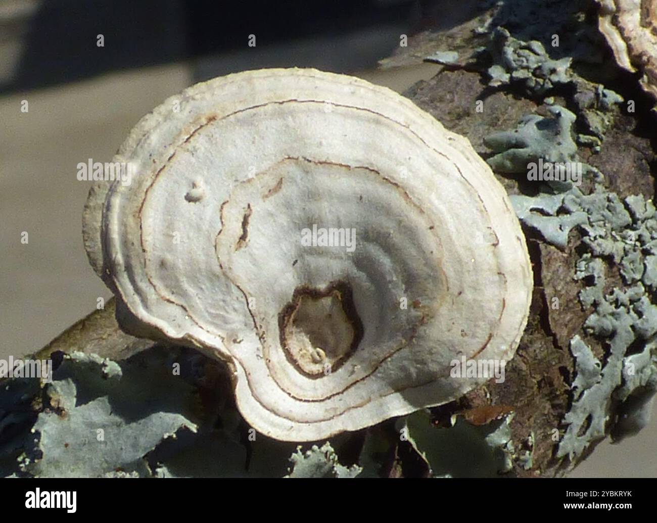 little nest polypore (Trametes conchifer) Fungi Stock Photo - Alamy