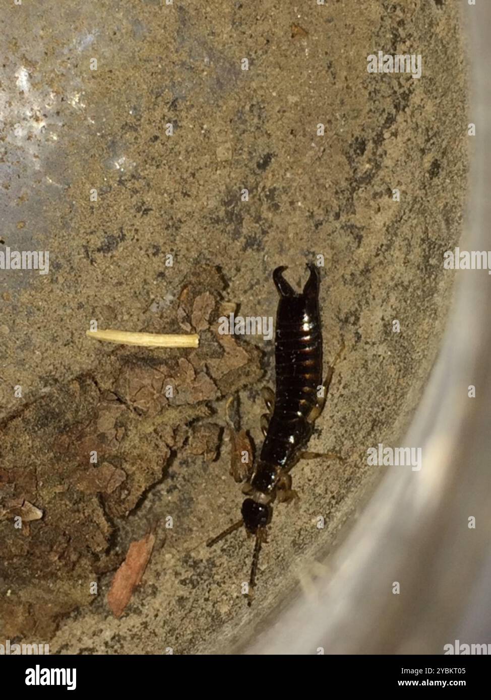 Ring-legged Earwig (Euborellia annulipes) Insecta Stock Photo - Alamy