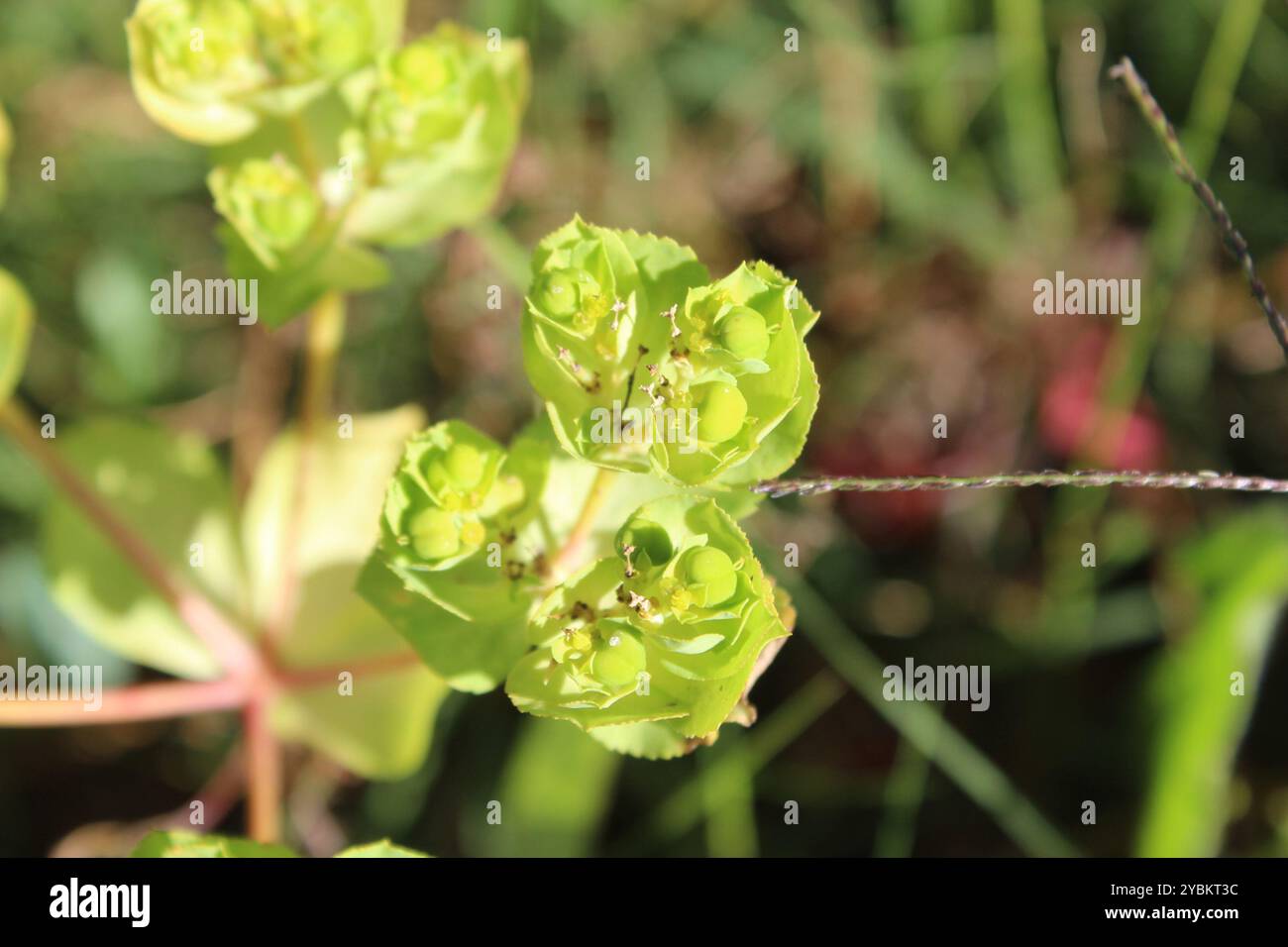 Sun spurge (Euphorbia helioscopia) Plantae Stock Photo - Alamy