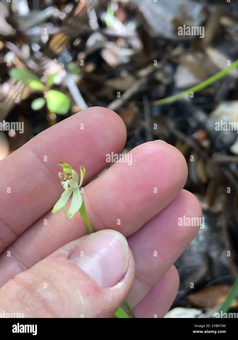Green Column Caladenia (Caladenia chlorostyla) Plantae Stock Photo - Alamy