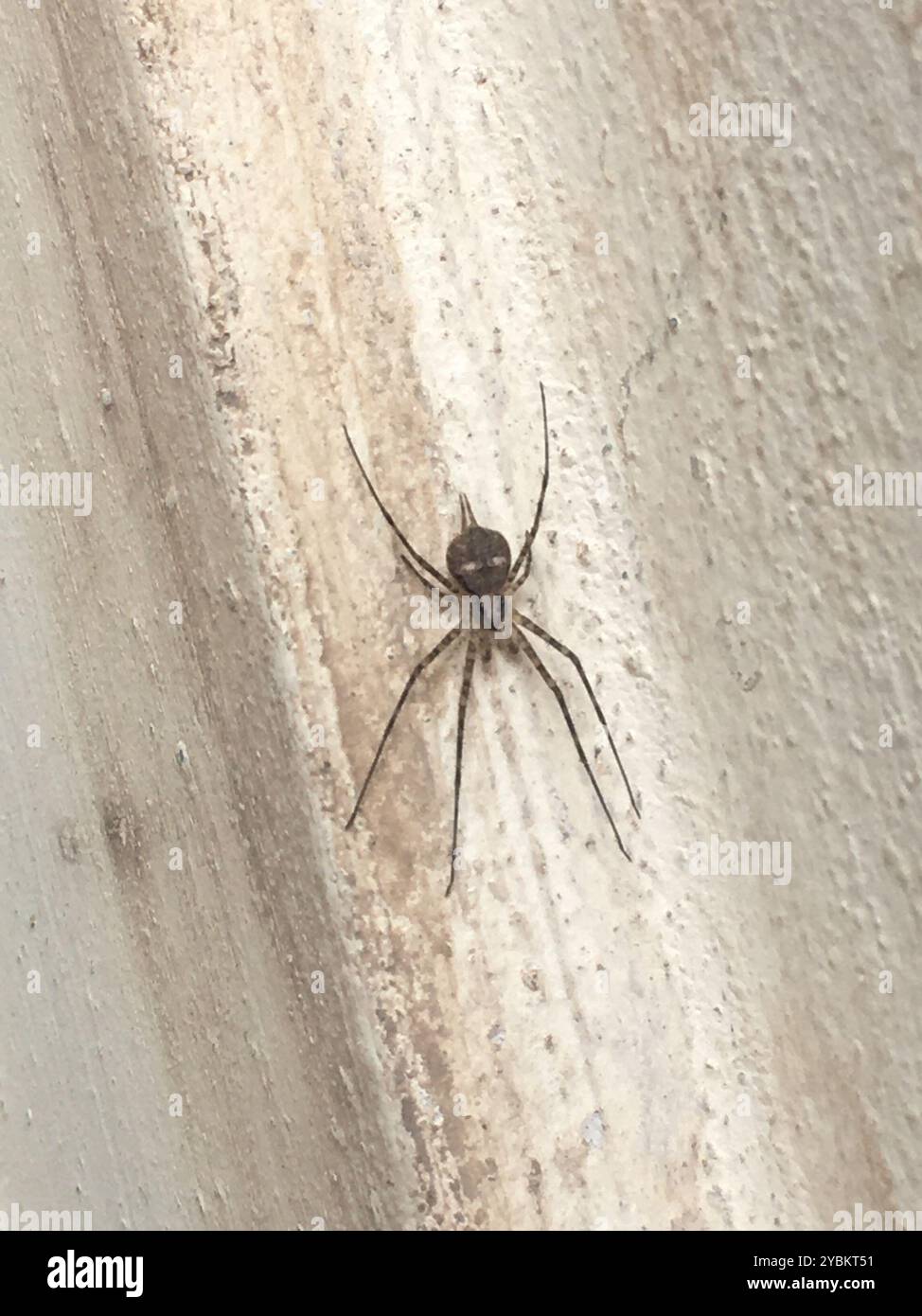 Two-tailed Spiders (Hersiliidae) Arachnida Stock Photo - Alamy