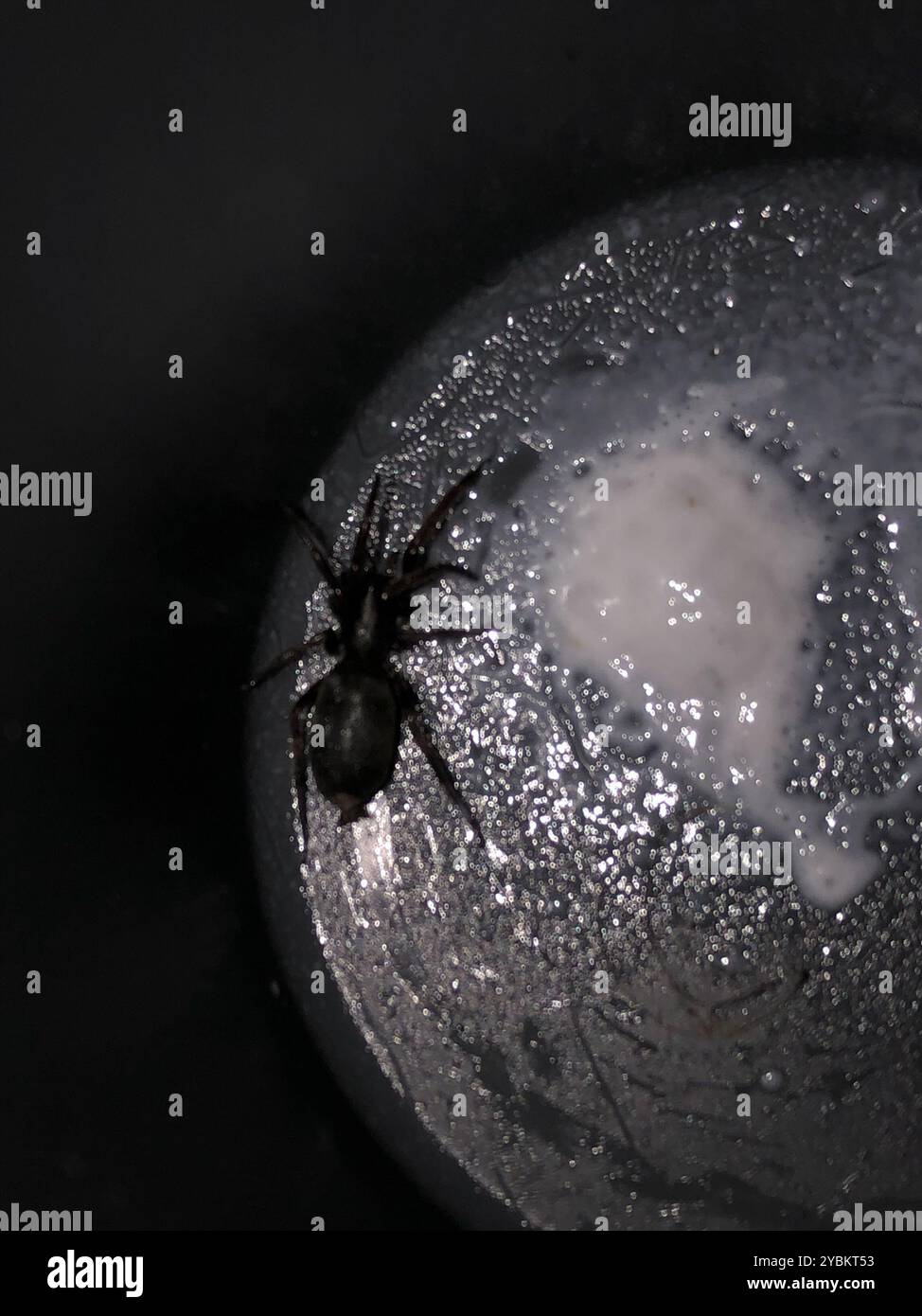 White-tailed Spiders (Lampona) Arachnida Stock Photo - Alamy