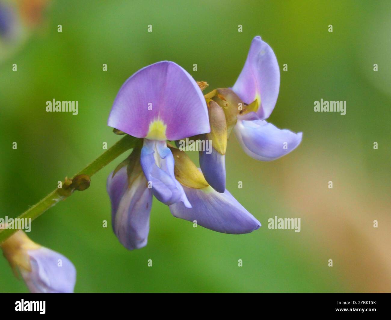 Jicama (Pachyrhizus erosus) Plantae Stock Photo - Alamy