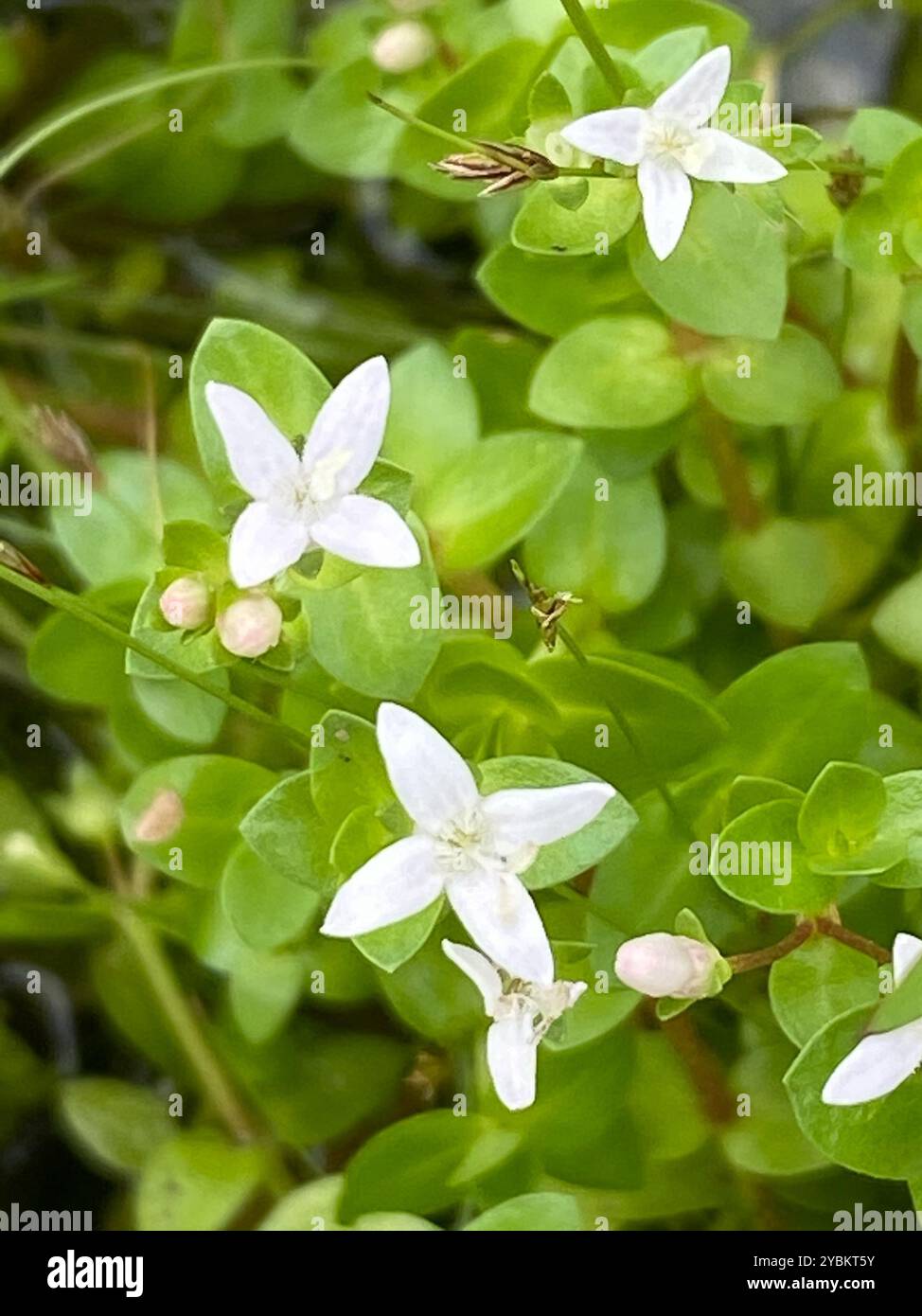 flowering plants (Angiospermae) Plantae Stock Photo - Alamy