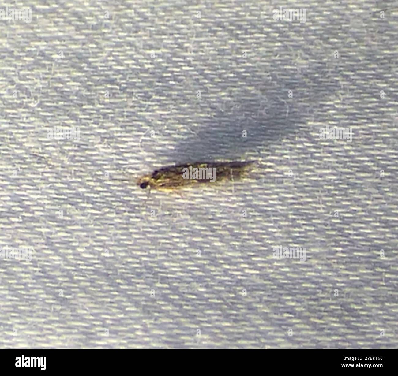 Microcaddisflies (Hydroptilidae) Insecta Stock Photo - Alamy