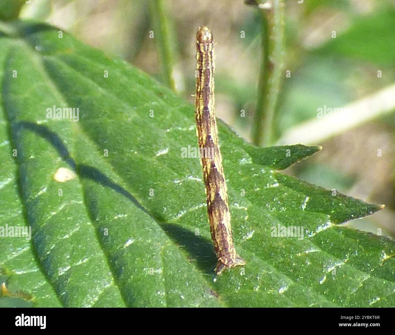 Geometer Moths (Geometridae) Insecta Stock Photo - Alamy