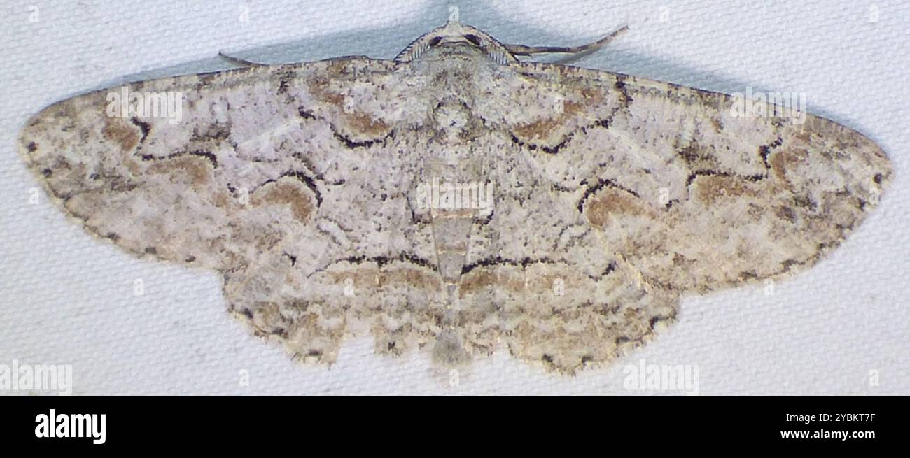 Brown-shaded Gray (Iridopsis defectaria) Insecta Stock Photo - Alamy