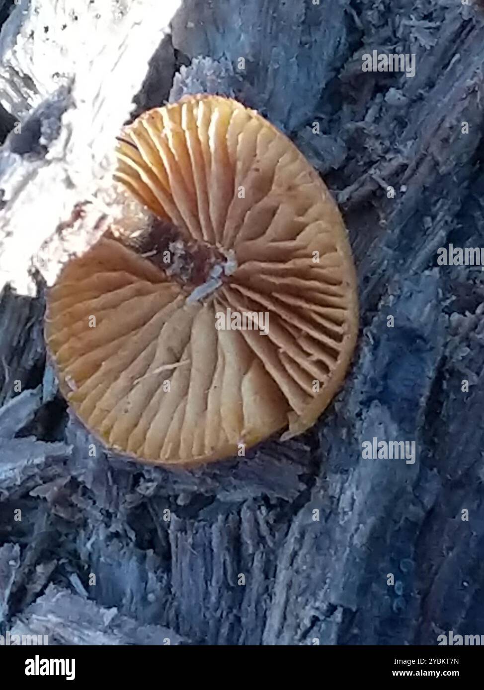 Moss Bells (Galerina) Fungi Stock Photo - Alamy