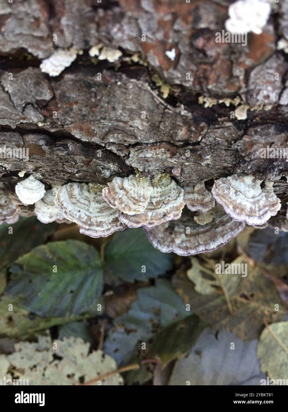 turkey-tail (Trametes versicolor) Fungi Stock Photo - Alamy