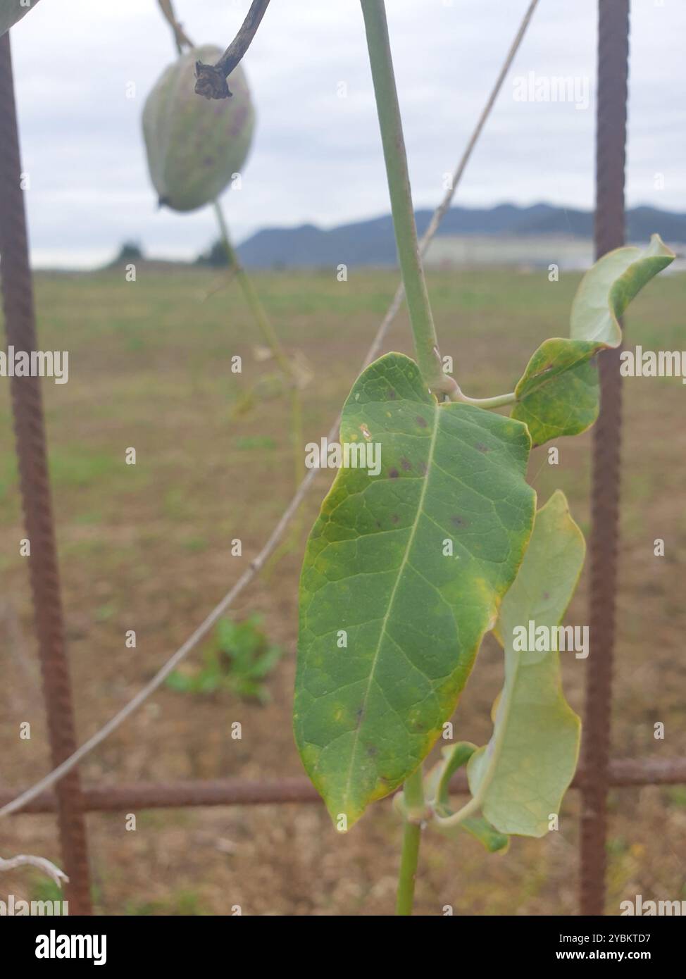 Moth Vine (Araujia sericifera) Plantae Stock Photo - Alamy