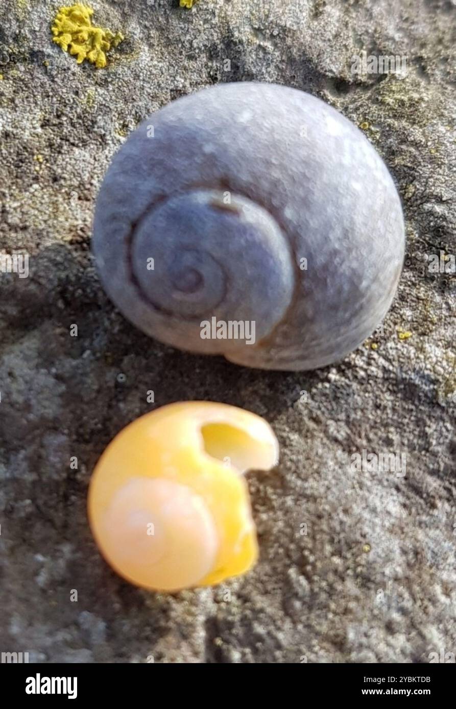 Flat Periwinkle (Littorina obtusata) Mollusca Stock Photo - Alamy