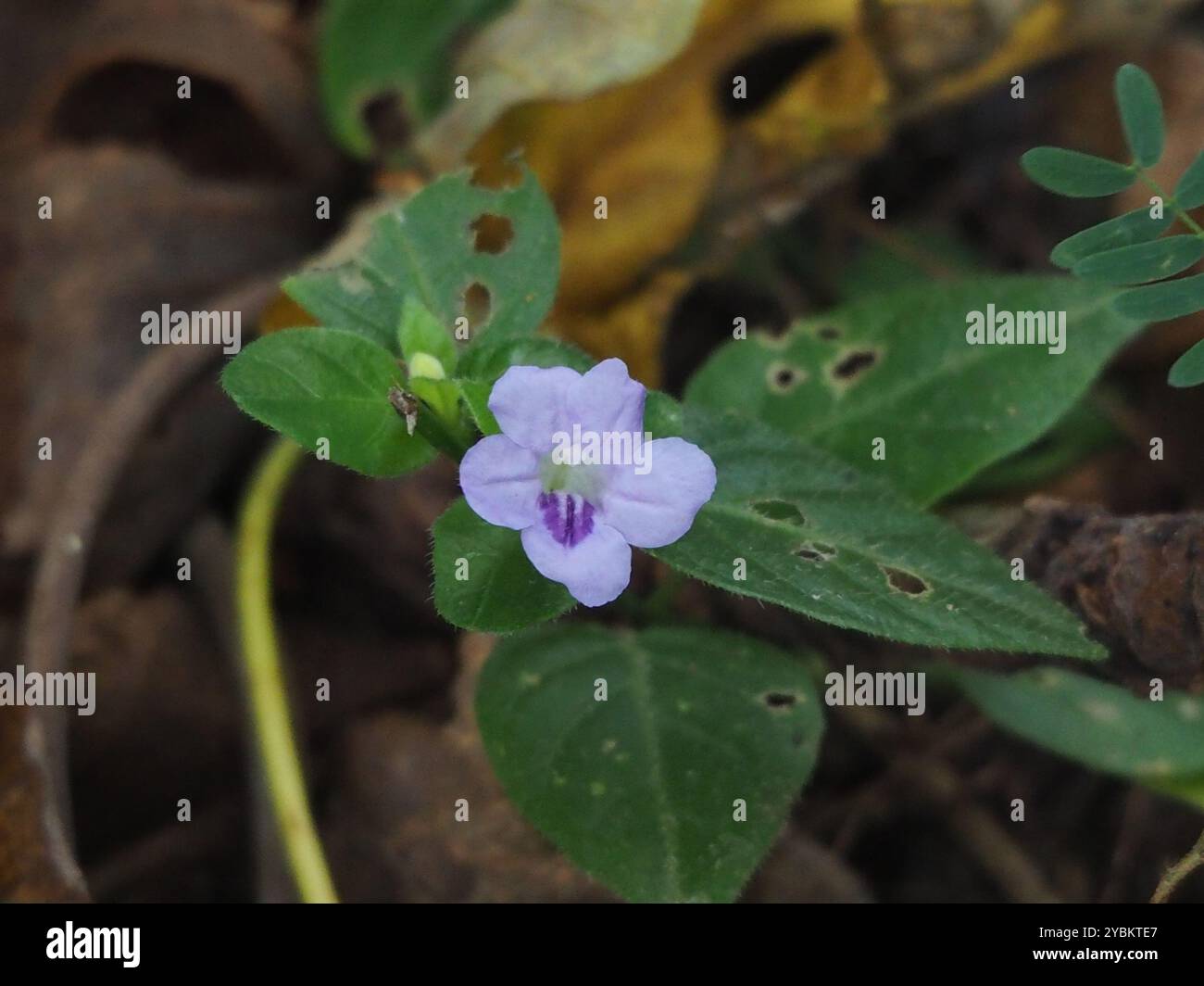 Creeping Ruellia (Ruellia repens) Plantae Stock Photo - Alamy