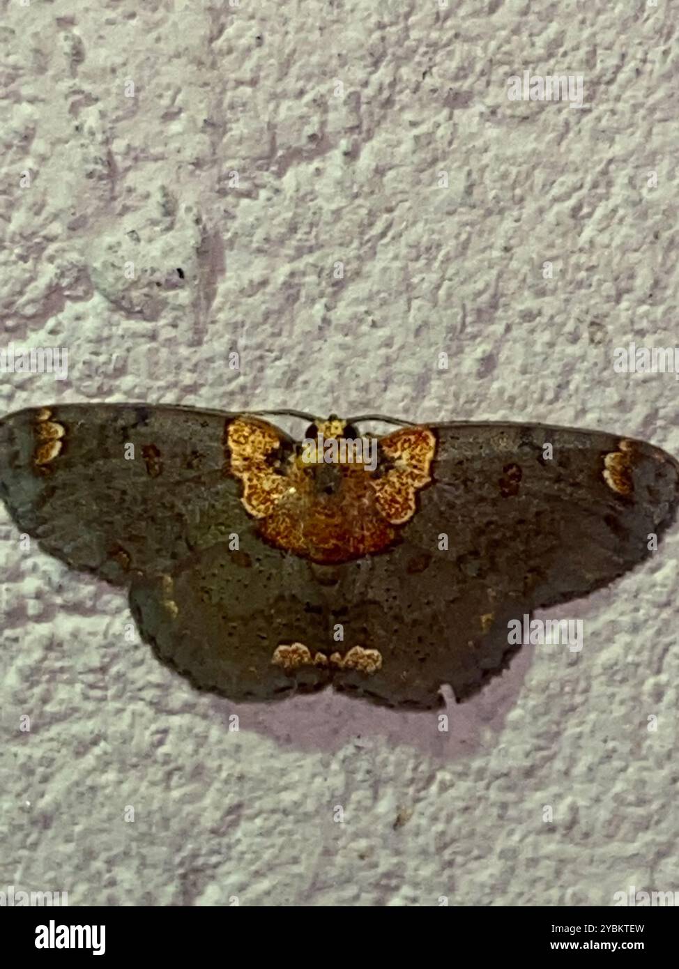 Geometer Moths (Geometridae) Insecta Stock Photo - Alamy