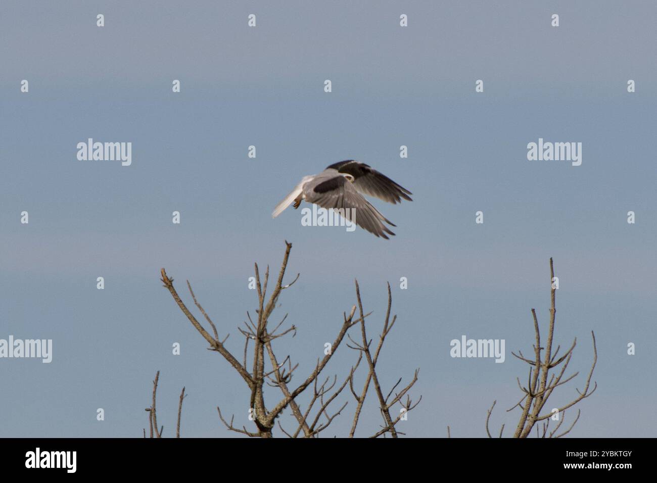White-tailed Kite (Elanus leucurus) Aves Stock Photo - Alamy