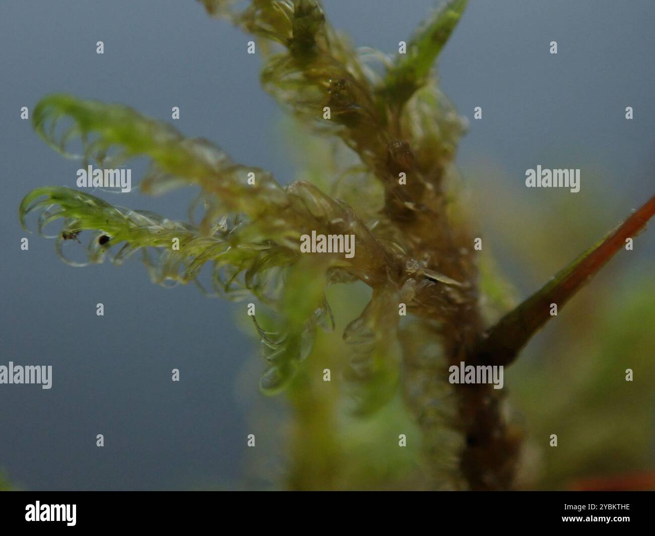 Sickle-leaved Hook-moss (Sanionia uncinata) Plantae Stock Photo - Alamy