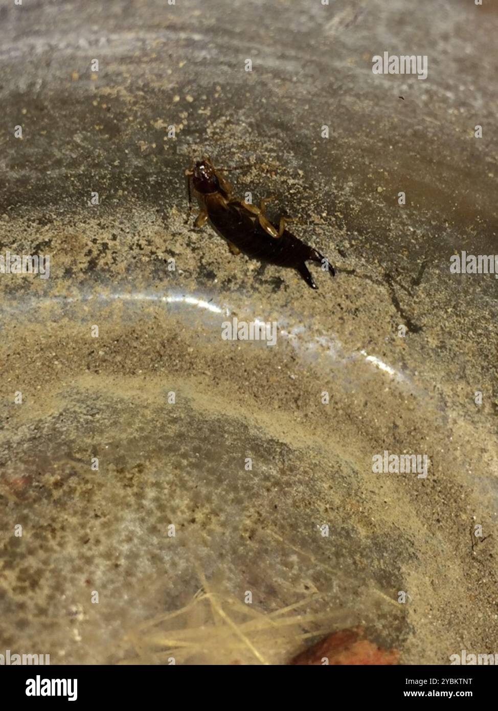 Ring-legged Earwig (Euborellia annulipes) Insecta Stock Photo - Alamy