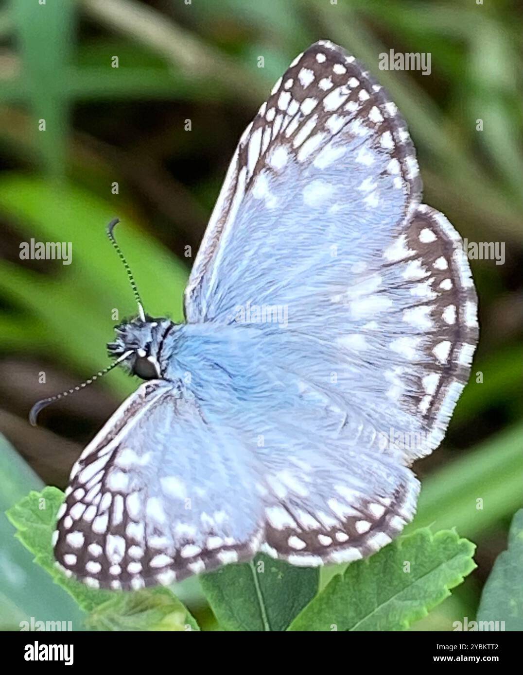 Orcus checkered skipper hi-res stock photography and images - Alamy