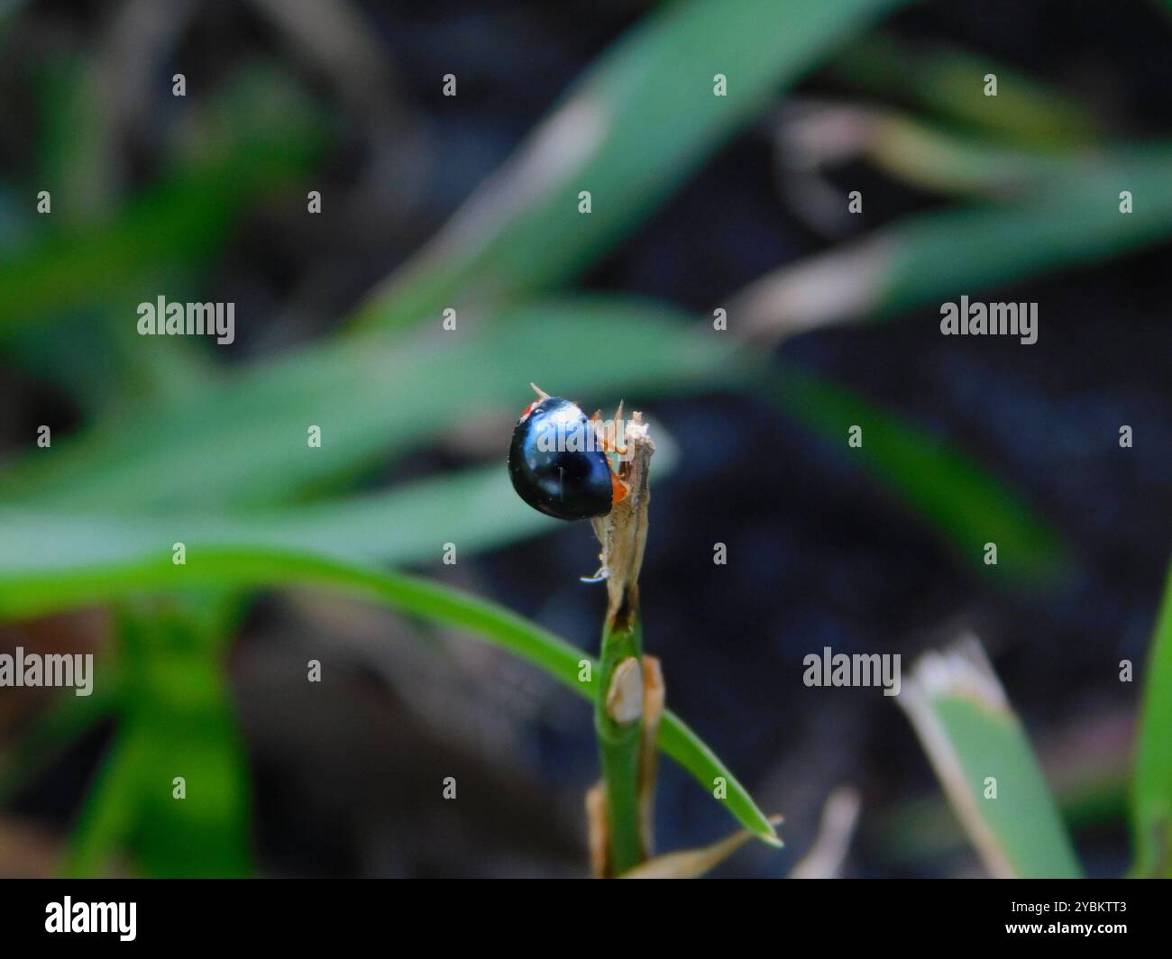 Metallic Blue Lady Beetle (Curinus coeruleus) Insecta Stock Photo - Alamy