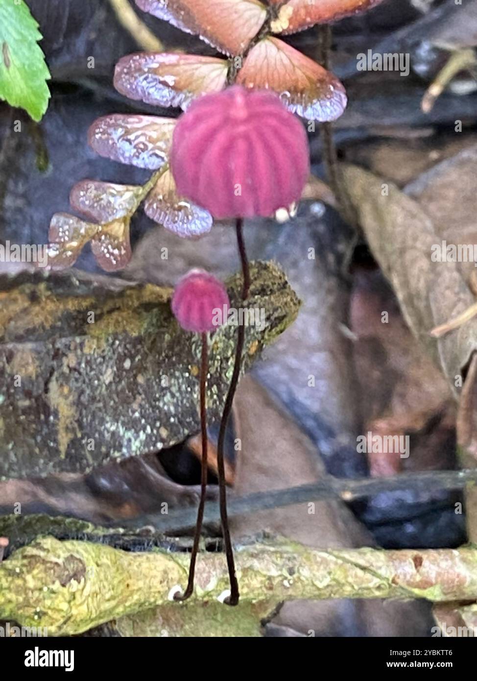 purple pinwheel (Marasmius haematocephalus) Fungi Stock Photo - Alamy