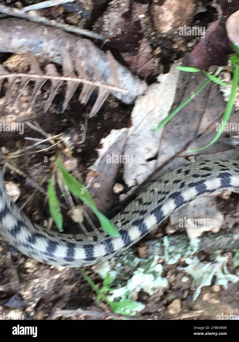 Ladder Snake (Zamenis scalaris) Reptilia Stock Photo - Alamy