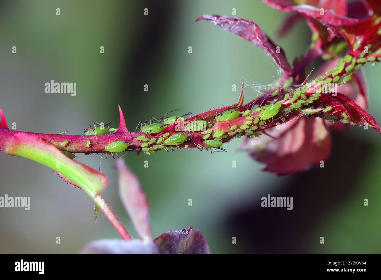 Large Rose Aphids (Macrosiphum rosae), colony, pests on a Rose (Rosa ...