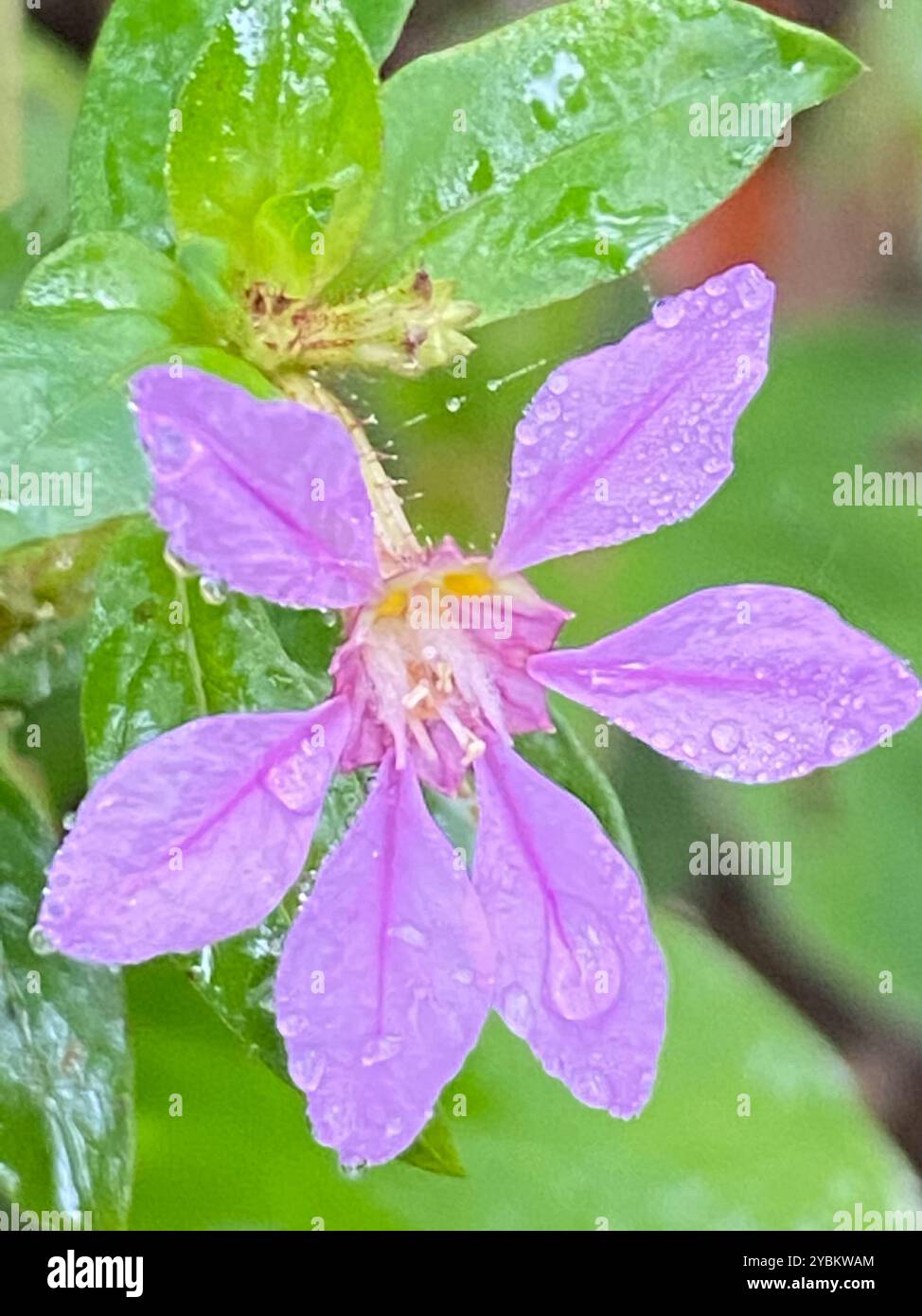 Cigar Plants and Allies (Cuphea) Plantae Stock Photo - Alamy