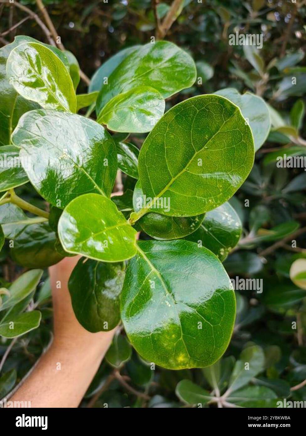 Taupata (Coprosma repens) Plantae Stock Photo - Alamy