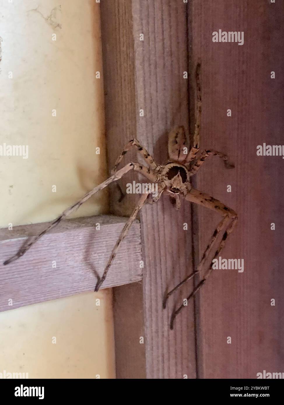 Pantropical Huntsman Spider (Heteropoda venatoria) Arachnida Stock ...