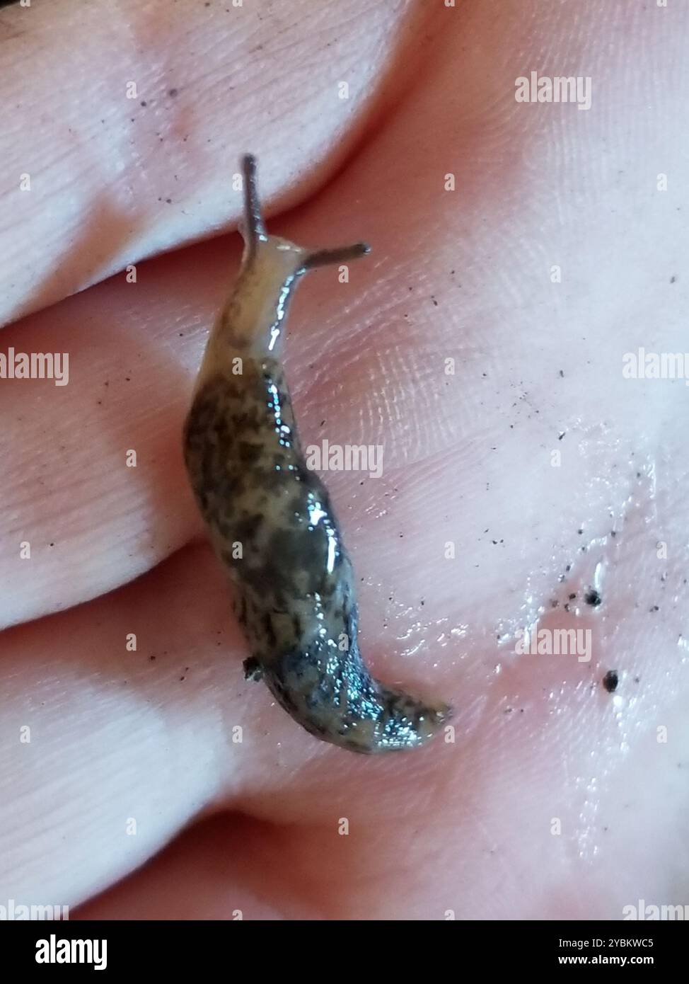 Milky Slug (Deroceras reticulatum) Mollusca Stock Photo - Alamy
