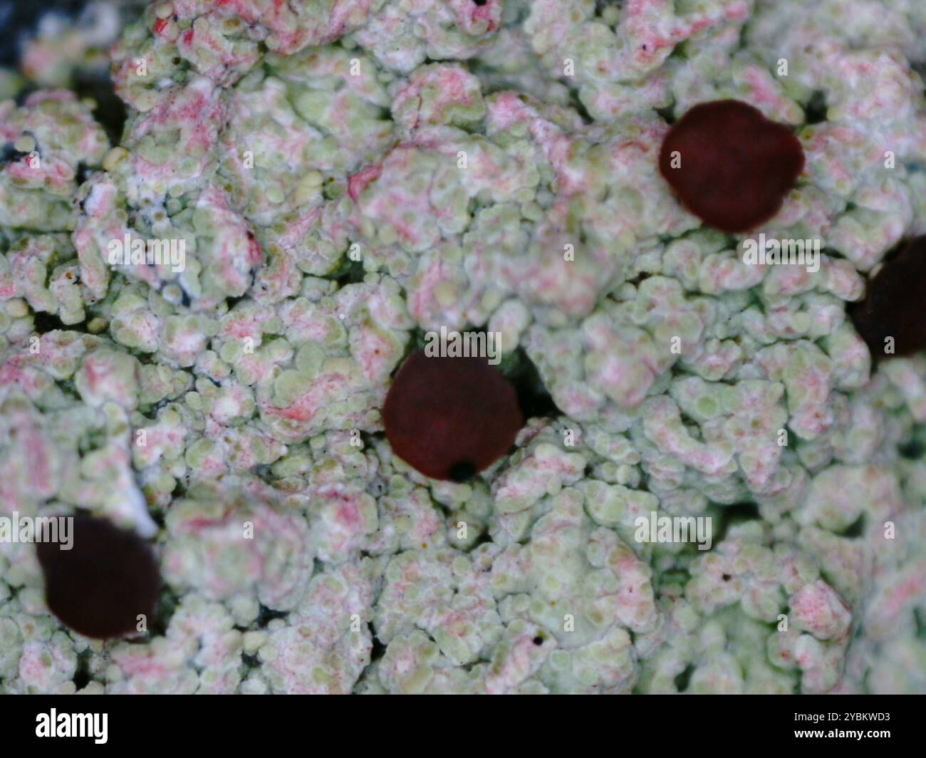 Scale Beret Lichen (Baeomyces carneus) Fungi Stock Photo - Alamy